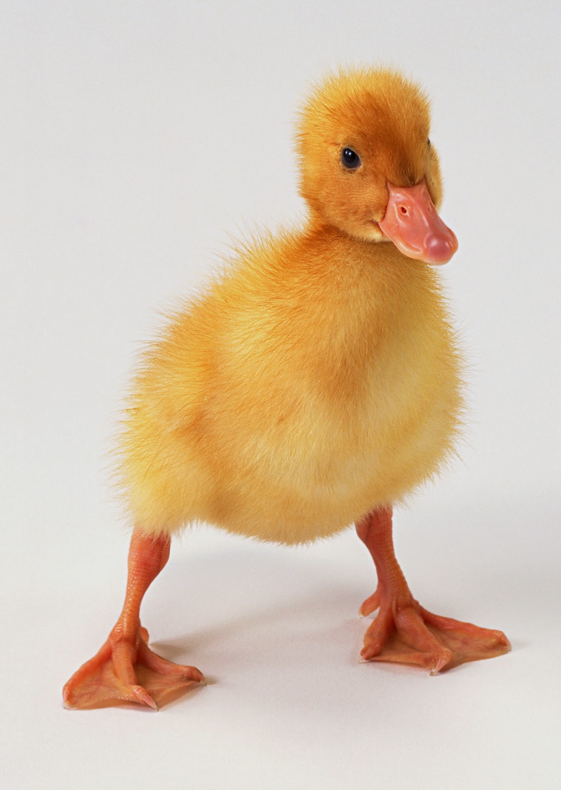 Stock Photo Gambar Itik dan Bebek