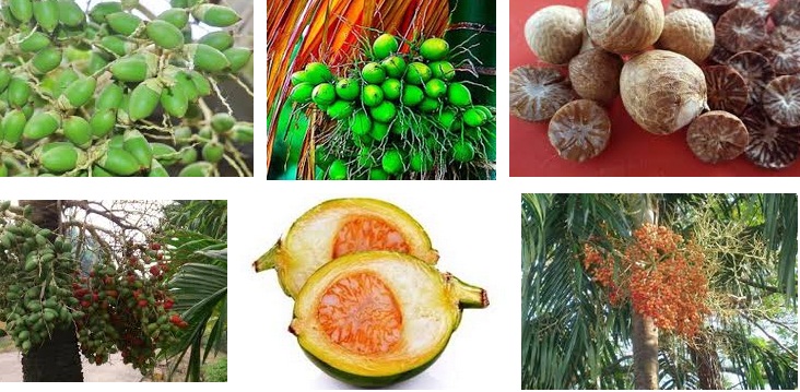 Buah Pinang Obat Alami Untuk Cacingan | Lagi Trending