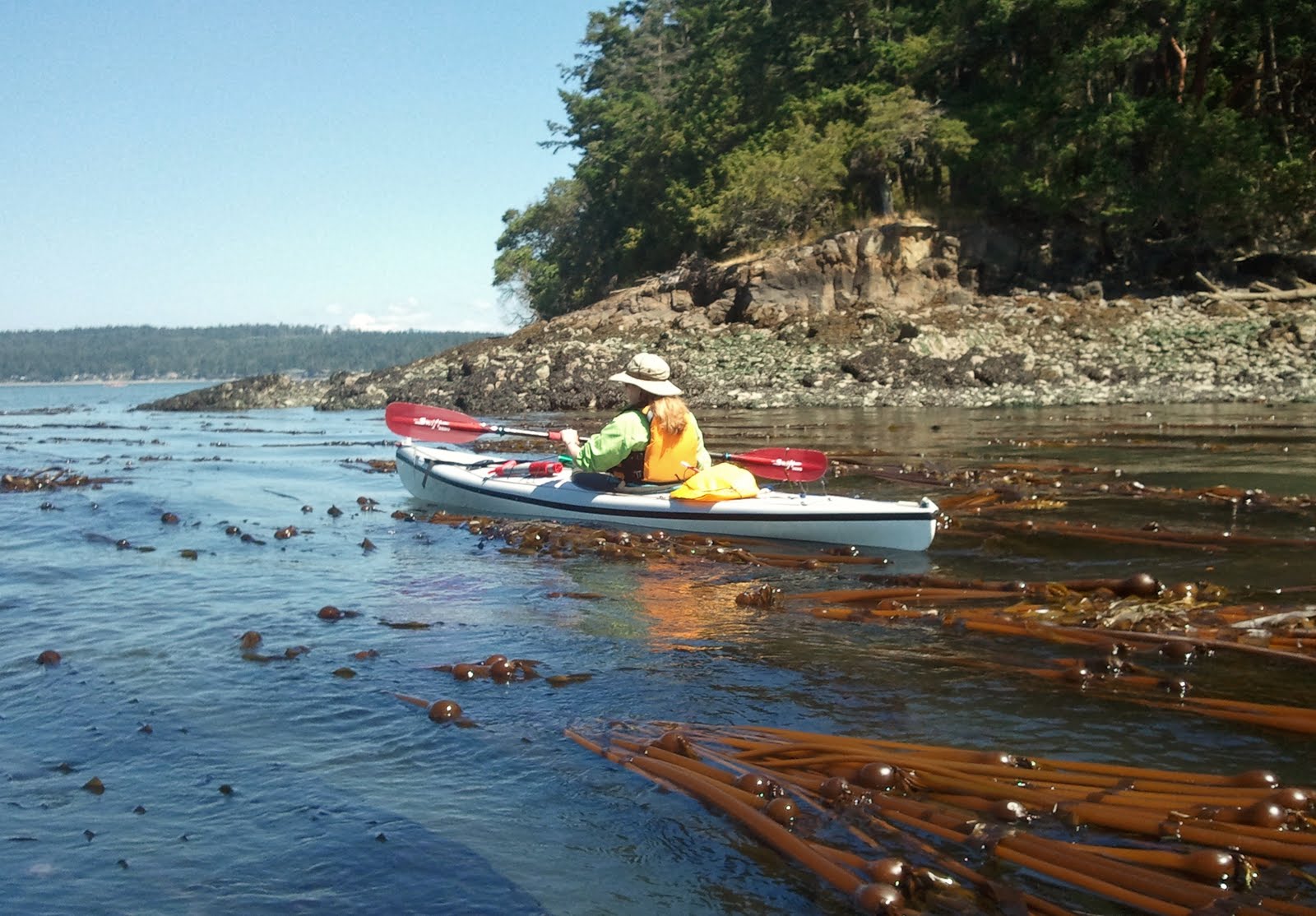 Pacific Northwest Seasons: Sea Kayaking Northern Skagit Bay: Seals ...