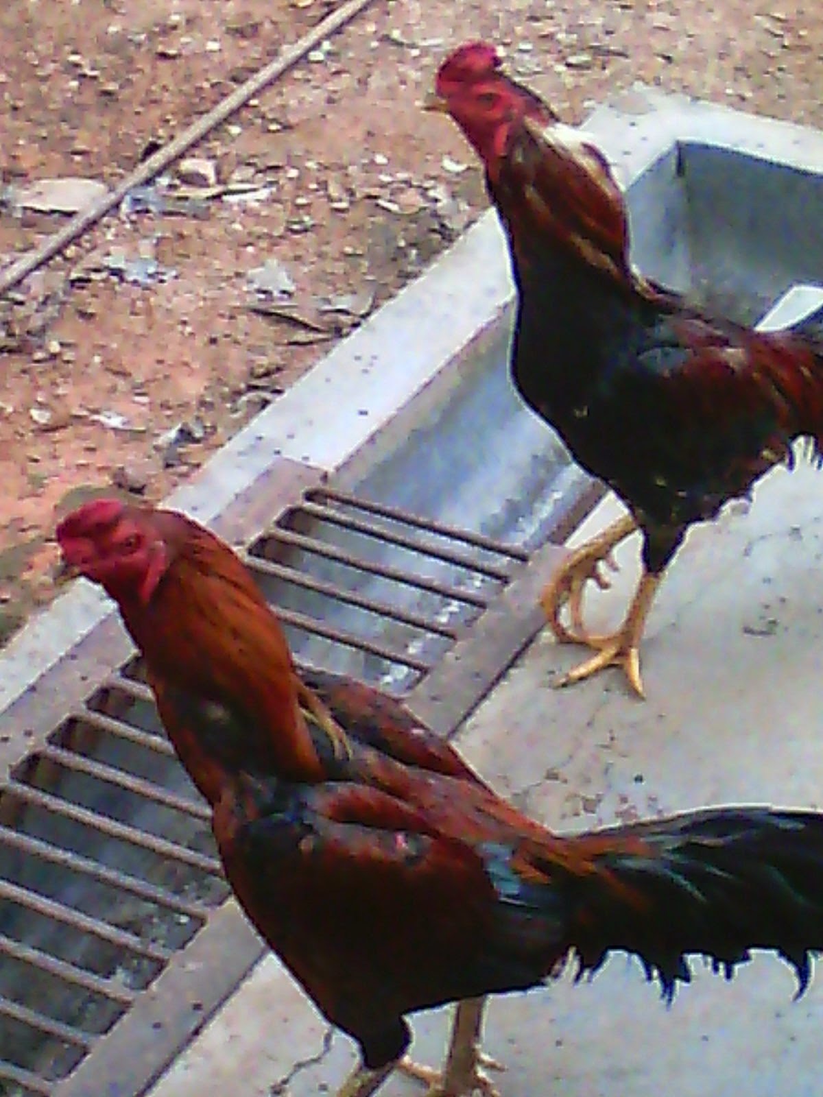 Ayam made in 1Malaysia