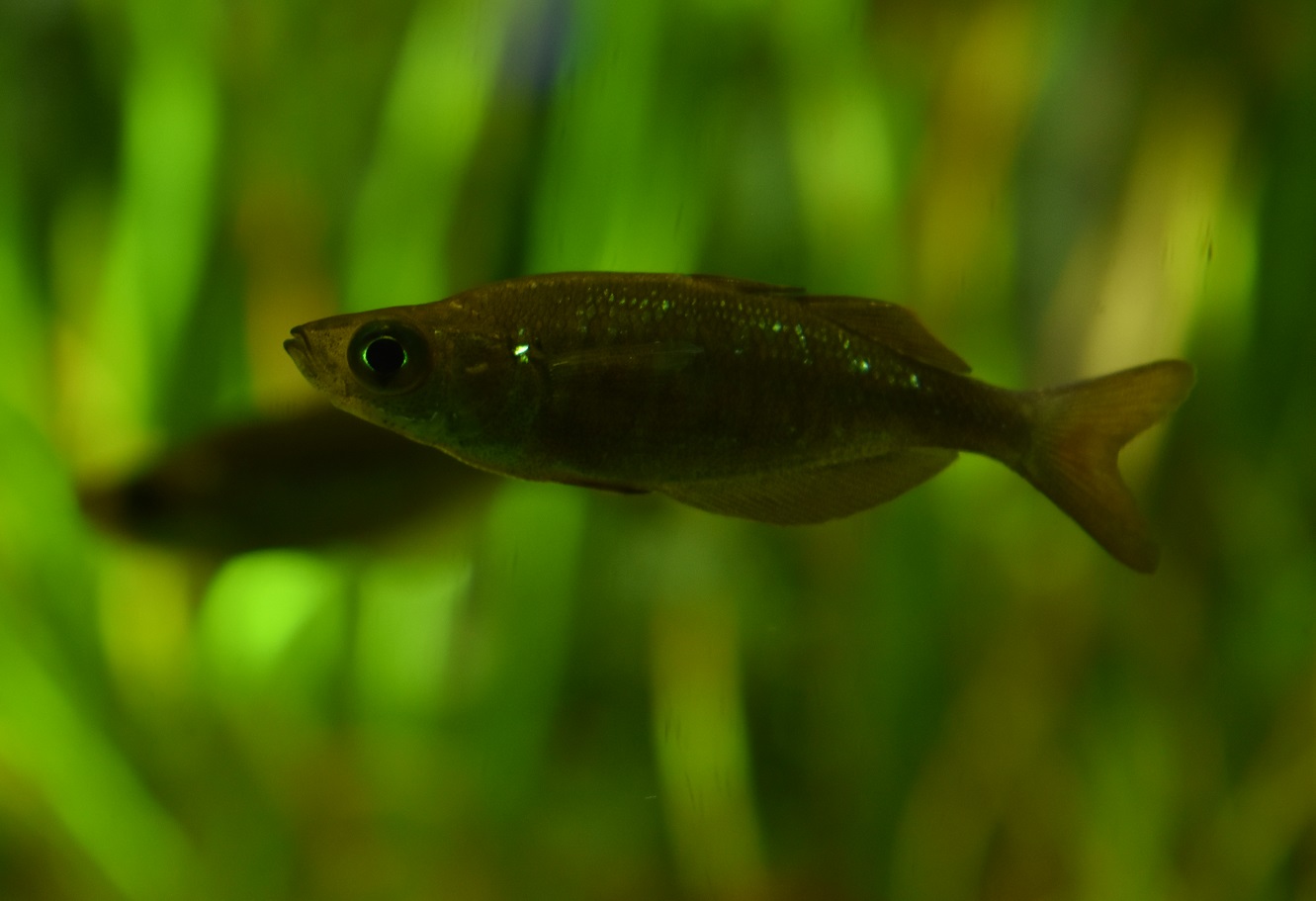 ZOOTOGRAFIANDO (6.100 ANIMALS): PEZ ARCOÍRIS DE SENTANI / SENTANI ...
