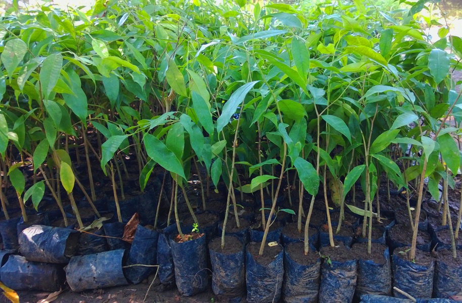 Budidaya gaharu di Bogor: Kemitraan budidaya Gaharu