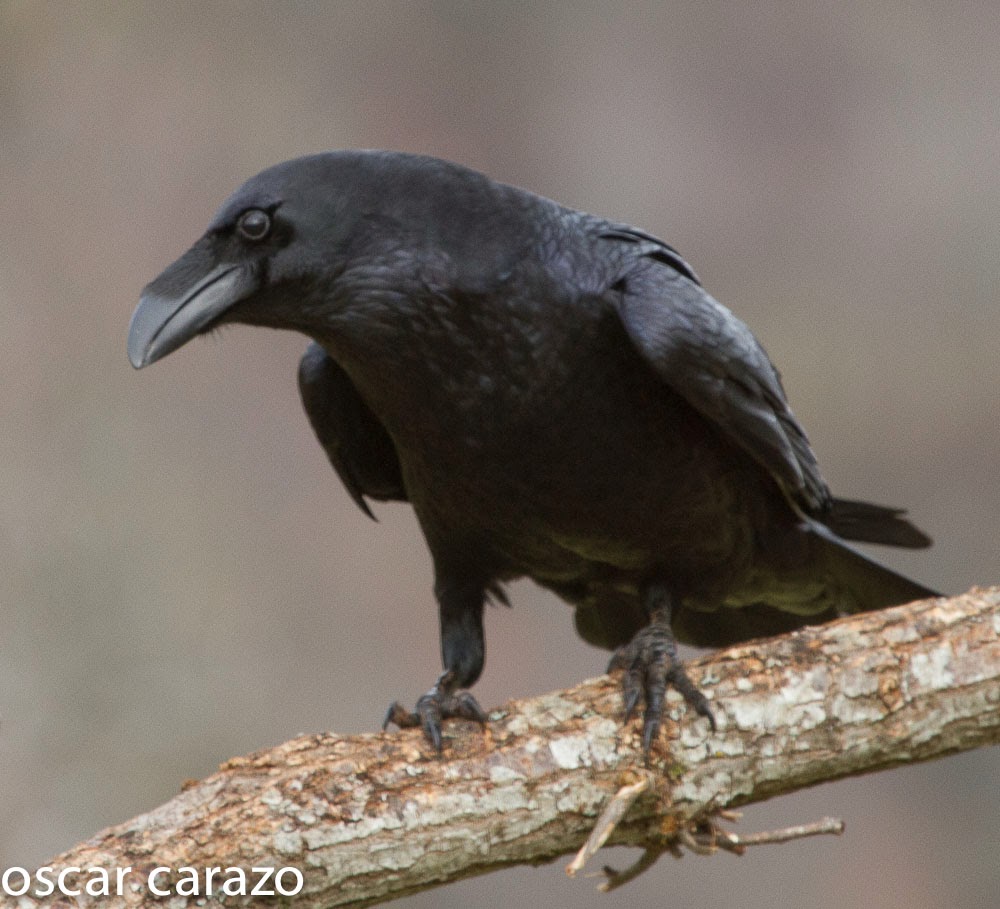 AVESANTURTZI: PARQUE REGIONAL DE LOS PICOS DE EUROPA:CORVIDOS