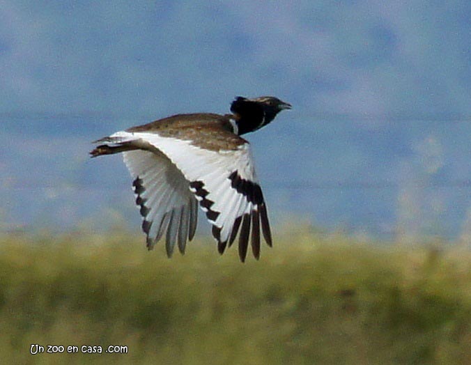 El Herrerillo: Sisón común (Tetrax tetrax)