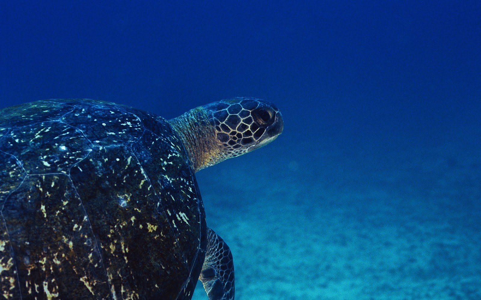 Beautiful turtle | BEAUTIFUL DECENT WALLPAPERS