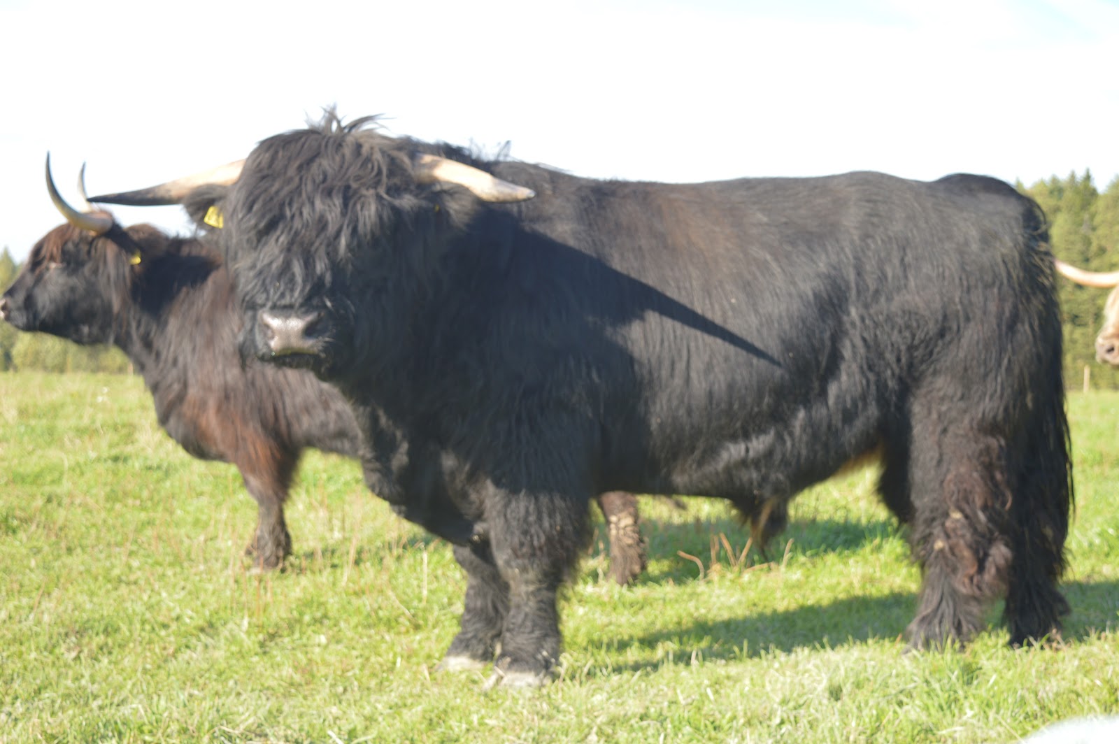 Boe's Highland Cattle: Avelstjur / Siitossonni Hubert