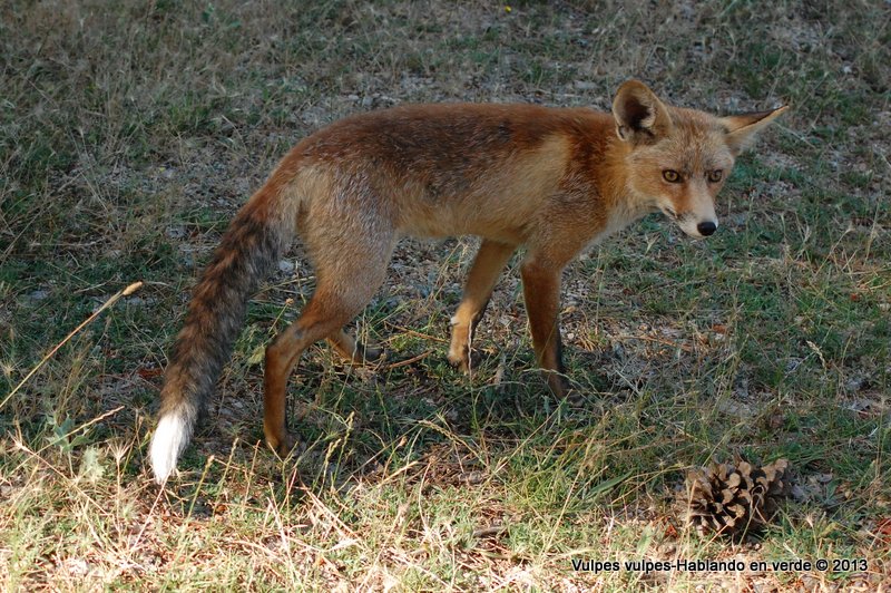Hablando en verde: Los Zorros de Cazorla