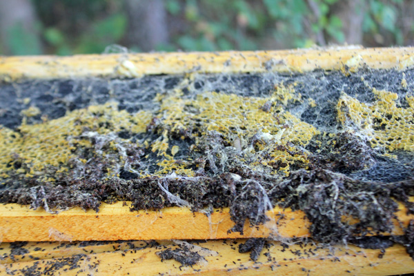 MObugs: Honey Bees + Wax Worms= Epic Fail