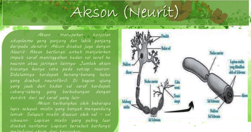 Jaringan Saraf Akson Dan Fungsi Neuron - Biologisites