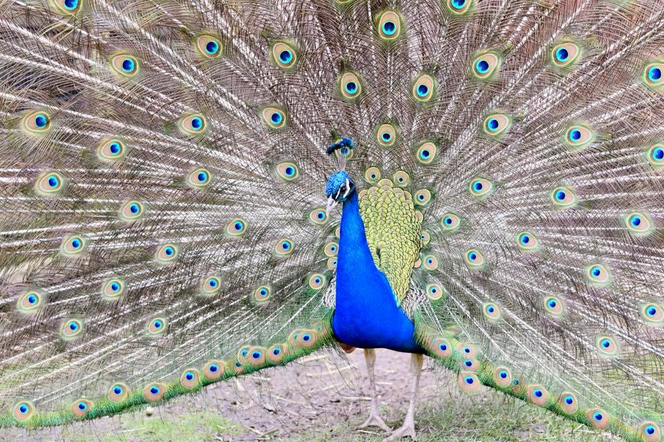 My Mummy's Pennies: Our No Spend Day Out at Heaton Park with Subway #ad