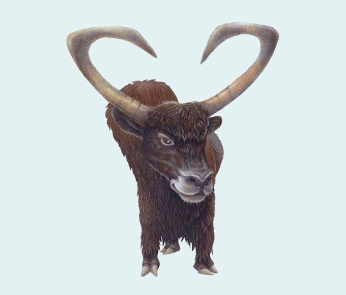 Alfabeto realista de animales. - Oh my Alfabetos!