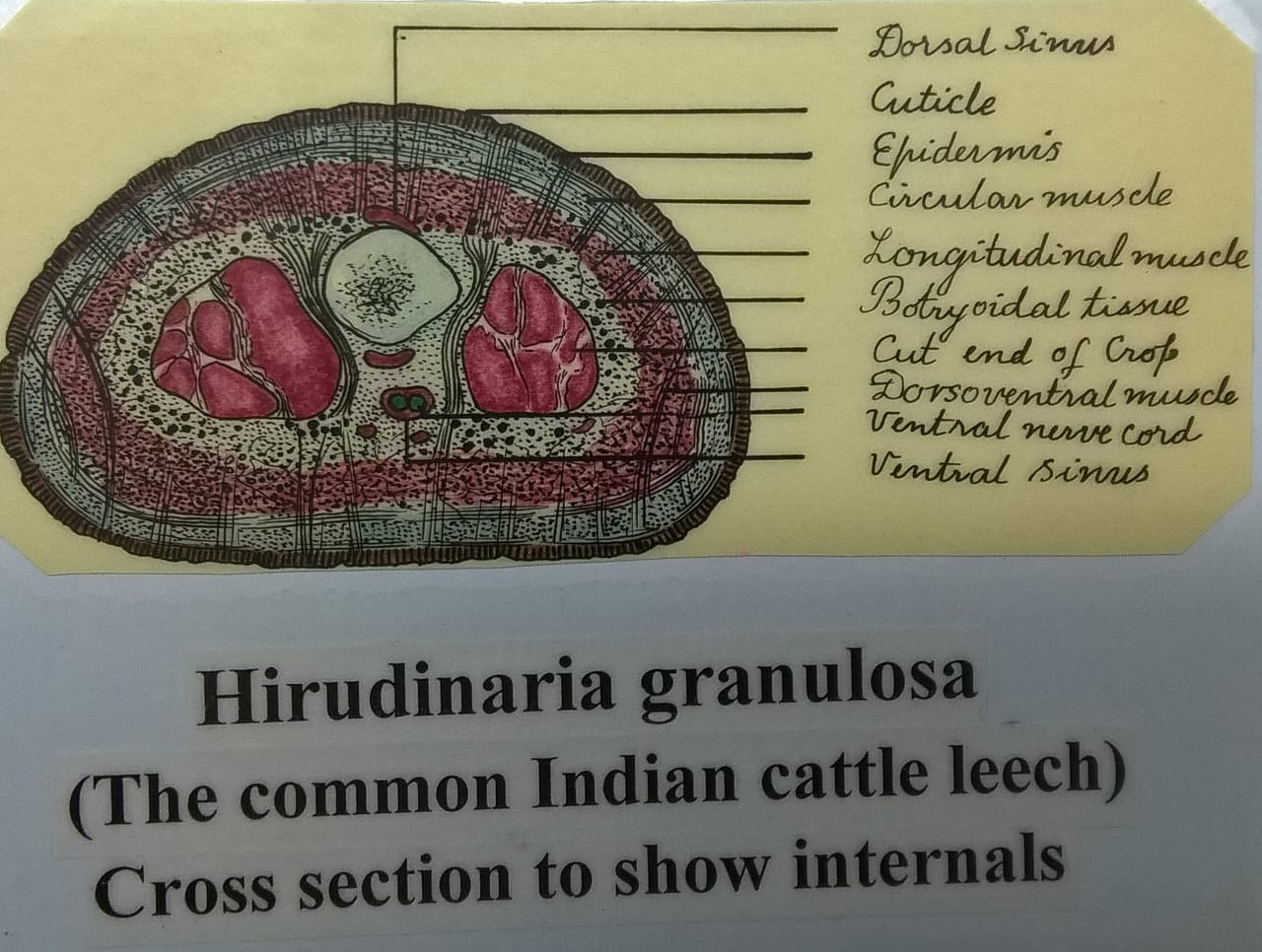 Leech Cross Section Labeled