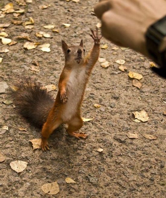 Cute Animals Waving Hi to You | Cool Damn Pictures