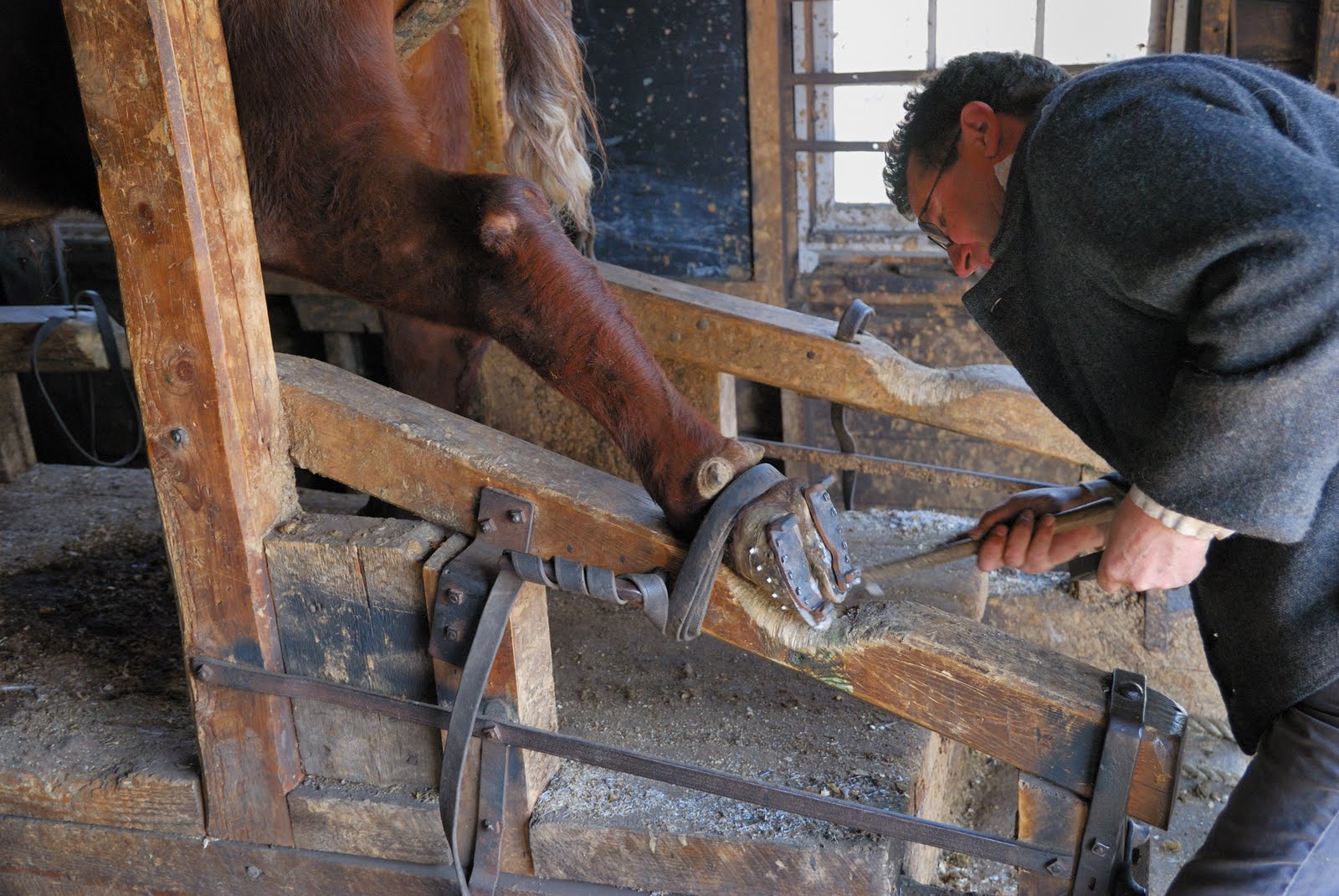 Life at Ross Farm: Spring time means ox shoeing