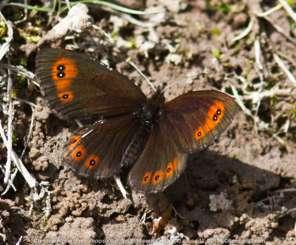 Bosque Bill's Backroads: Silverton Colorado Area