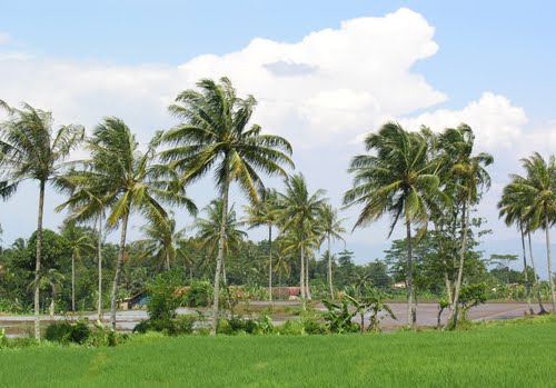 Flora Indonesia: Maskot Flora Provinsi Banten