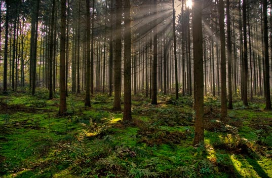 Ecosistema de México: Bosques Templados