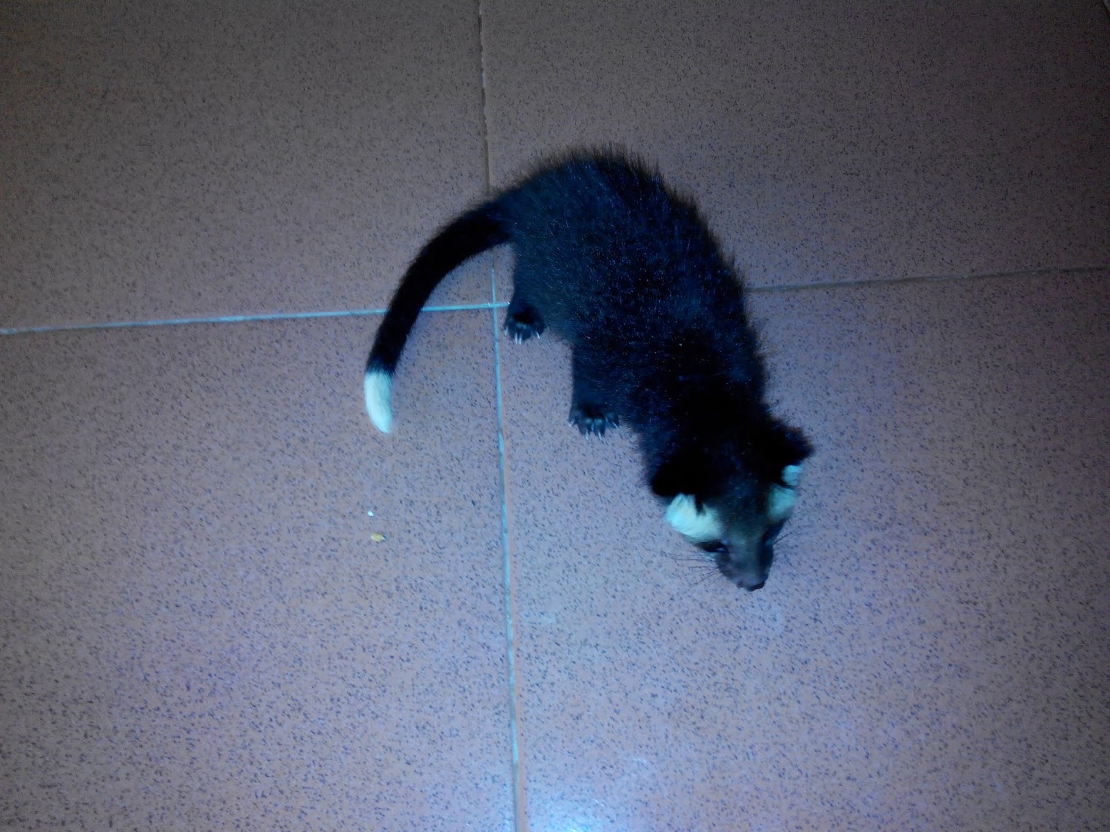 Pengalaman Membeli Musang Bulan