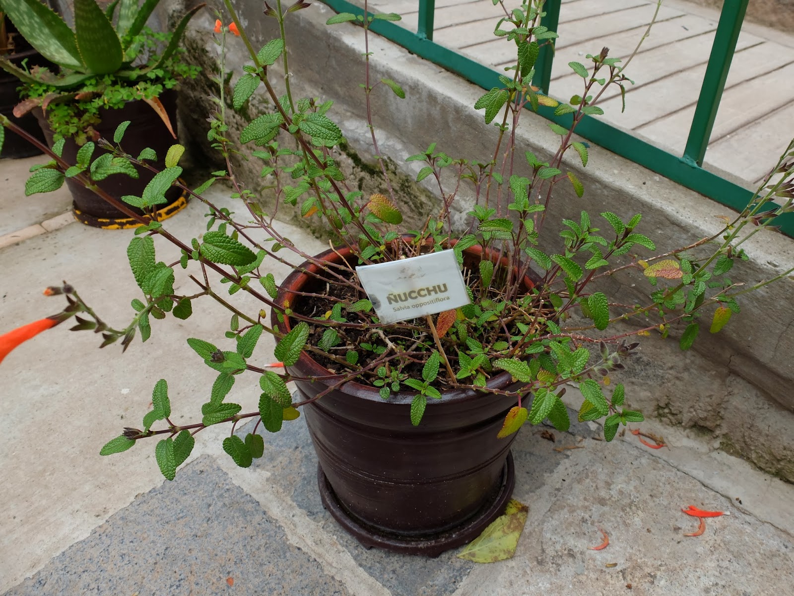 TravelMarx: Salcantay Trek: Selected Plants