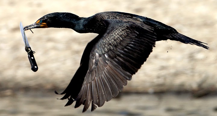 Ken Papaleo: X Marks the Shot: Colorado Cormorant with knife - Must ...