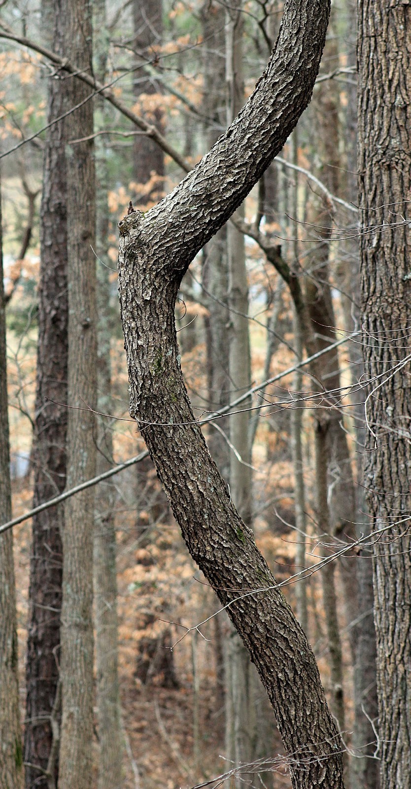 "As The Twig is Bent, So Grows the Tree": Introduction