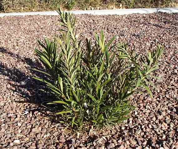 Xtremehorticulture of the Desert: Best Time for Pruning Oleander