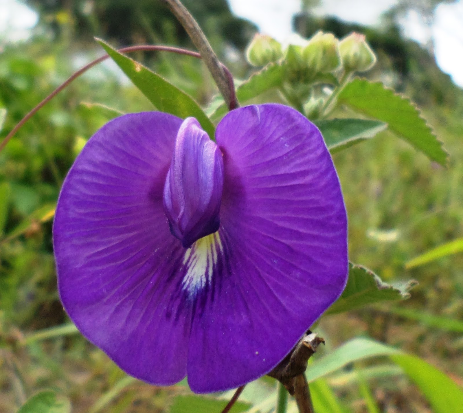 MECOSTArte by M Costa: AS CORES DA FLOR
