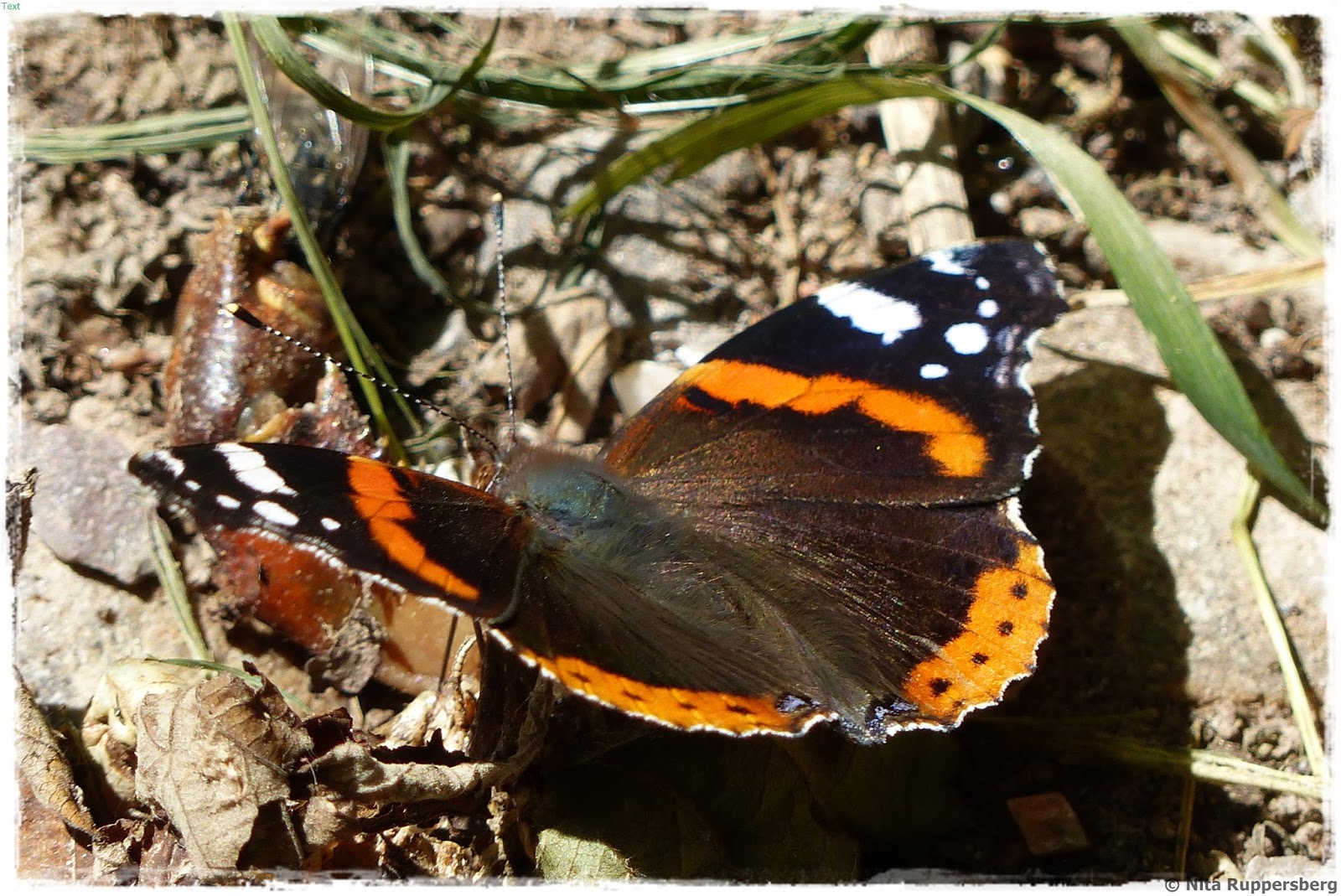 Kaalvoet in Engeland: Skone Skoenlappers