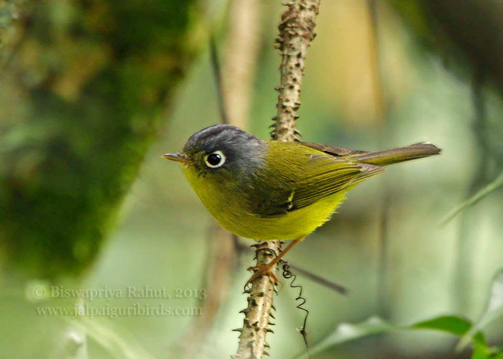 Indian Birds Photography: October 2013
