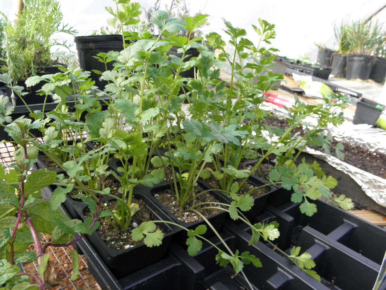 The Farm On Holly's Hill: An Herb That Makes My Tastes-buds Happy- Cilantro