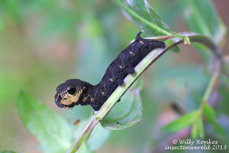 INSECTENWERELD: Monsterachtig mooie rupsen