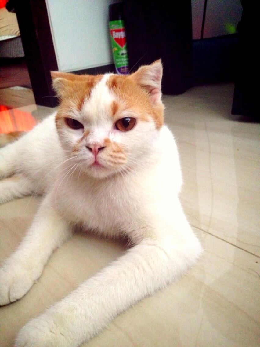 Cat, Kucing, KucH1NGh, gato ~ Daily's Mutiojo