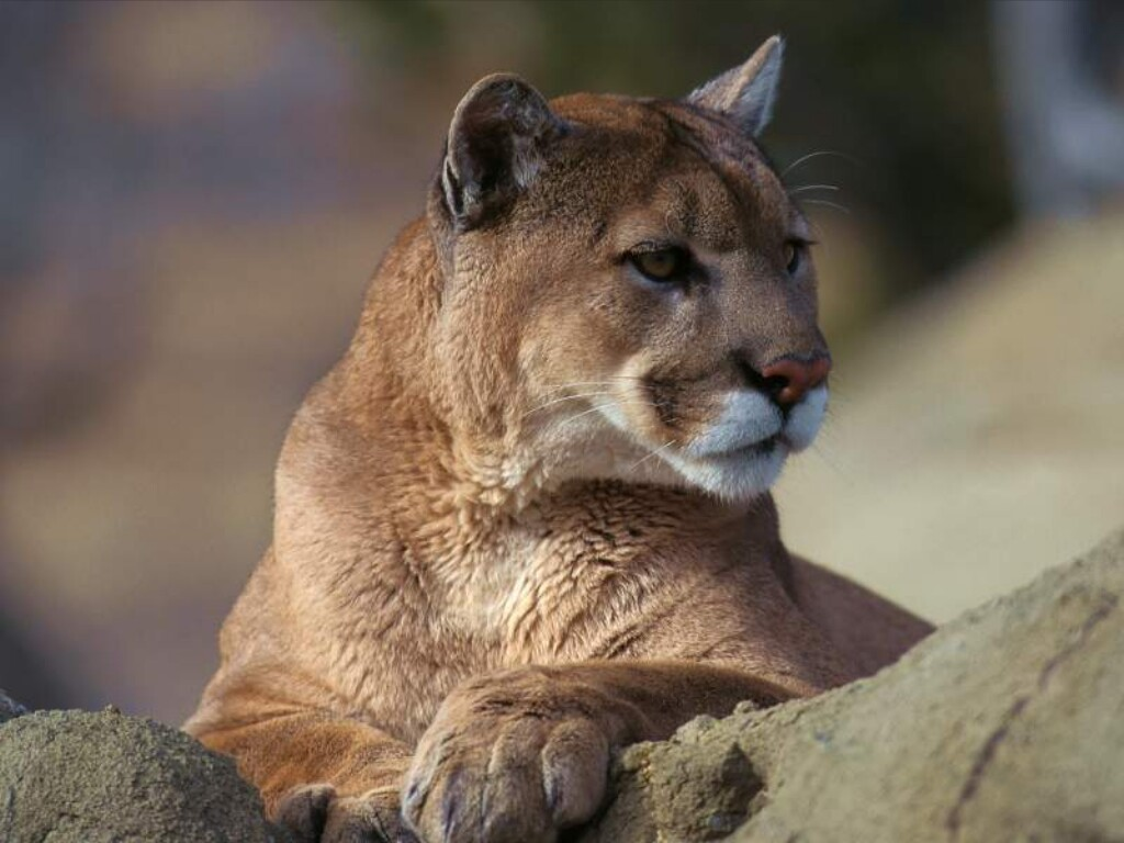 mitos y leyendas : El Puma Recibe una Lección