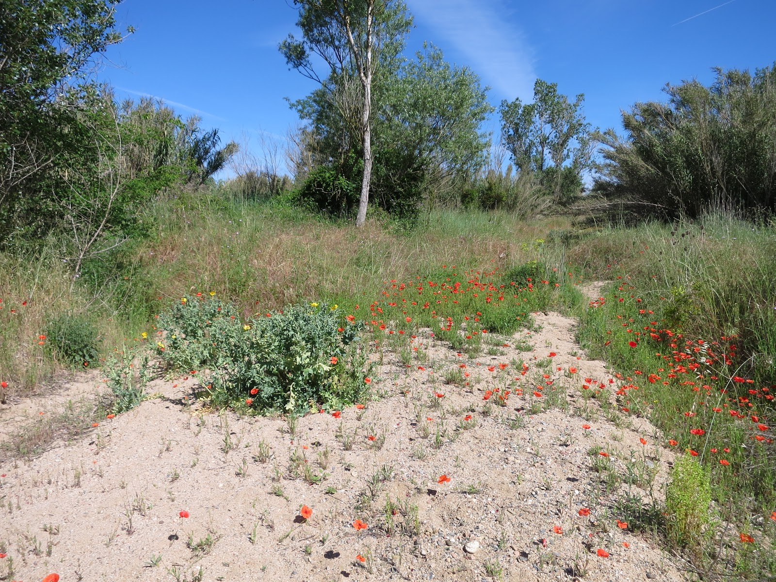 La Natura a la Baixa Tordera: Riu Tordera al seu pas pel Torho (Tordera ...