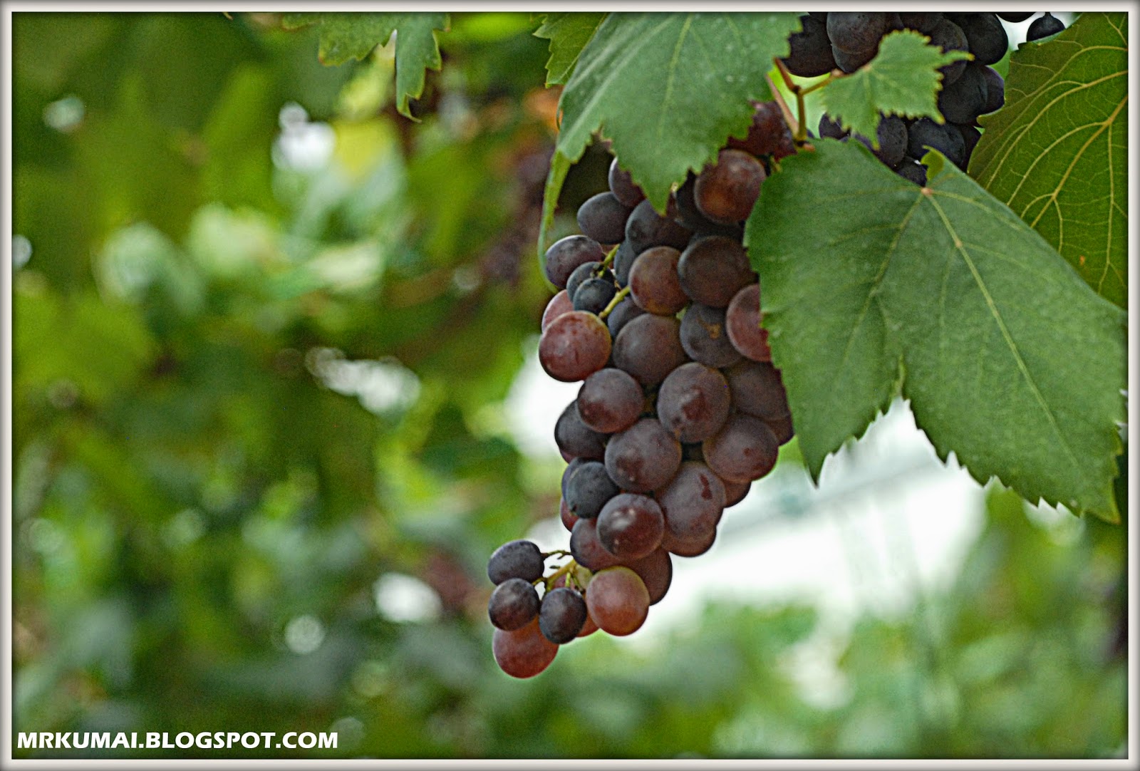 mrkumai.blogspot.com: Kebun anggur @ Lembah Bertam