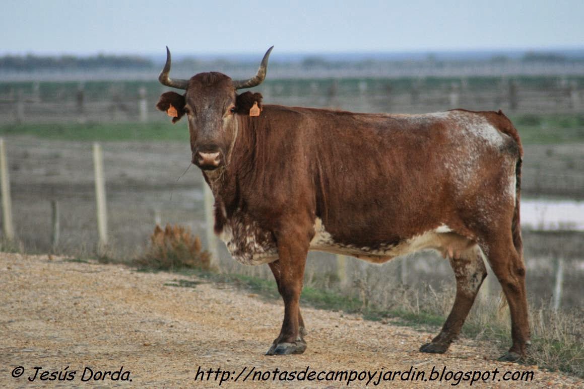 Notas de campo y jardín: diciembre 2013