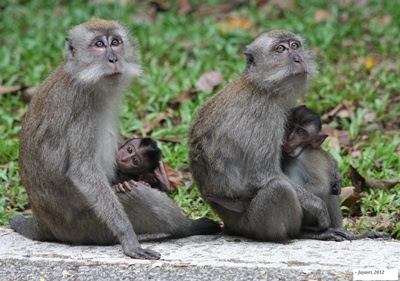 wild happenings in singapore: 10 Jan (Sat): A walk with your neighbours ...