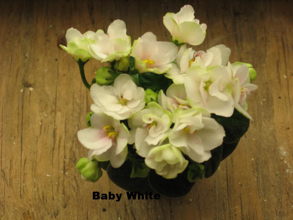 Shanti's African violets: Featured violet: Baby White, cute mini