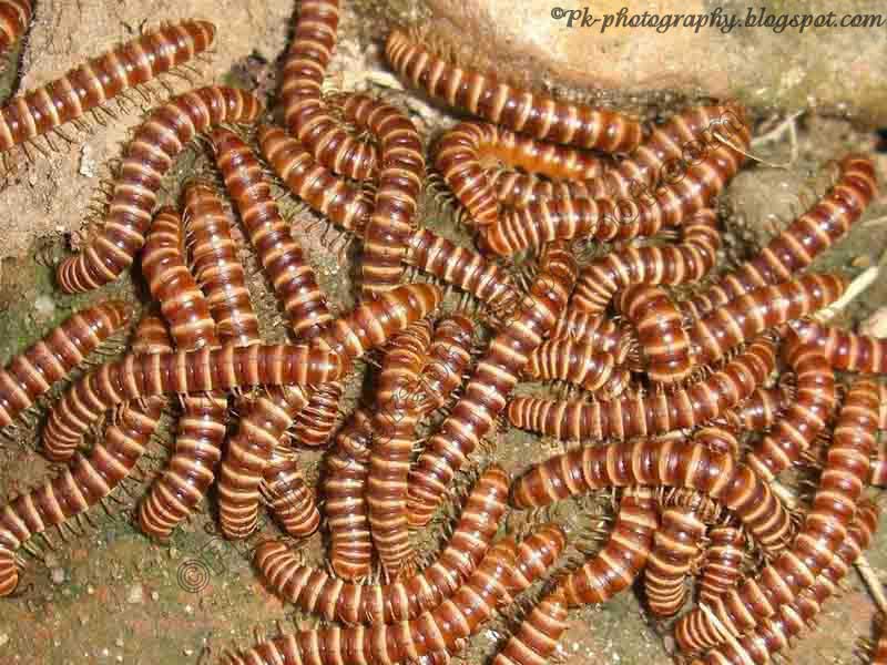 Millipede Facts | Nature, Cultural, and Travel Photography Blog