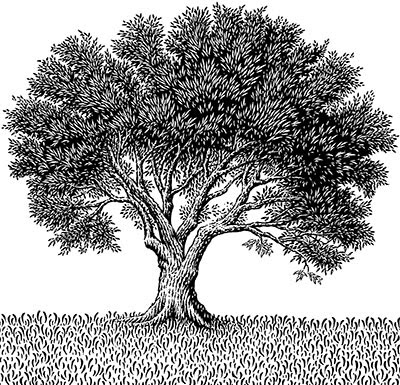 Tree Drawing | Art Meaning