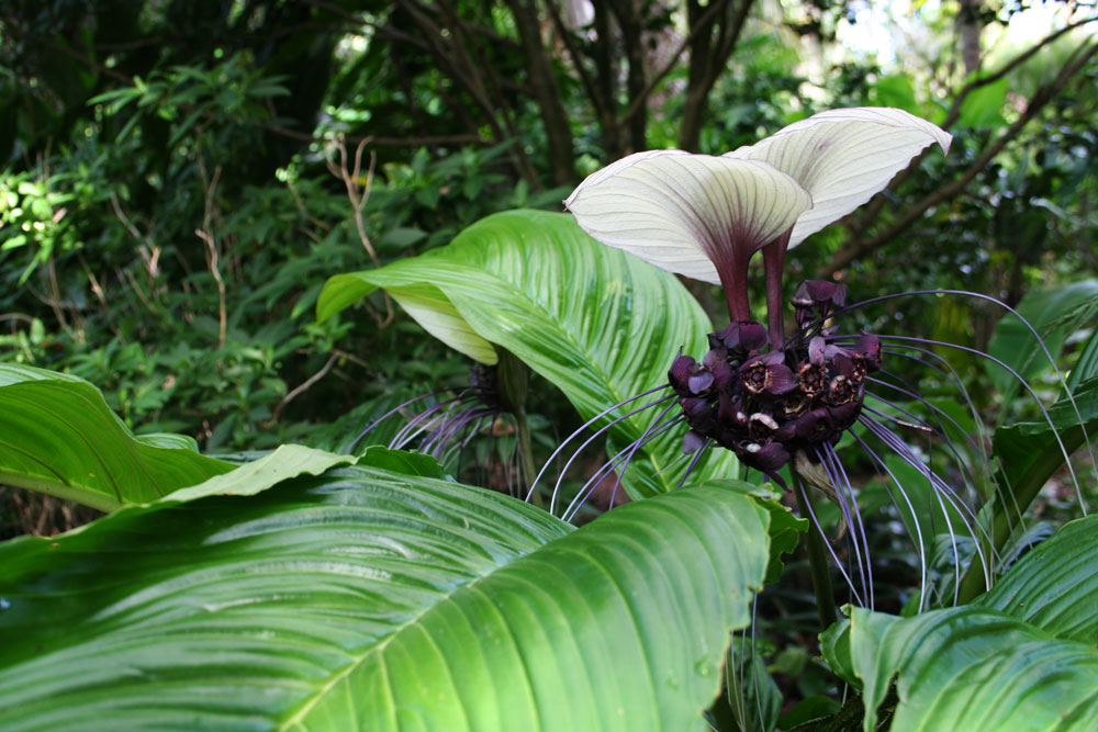 The Rainforest Garden: A Very Botanical Halloween