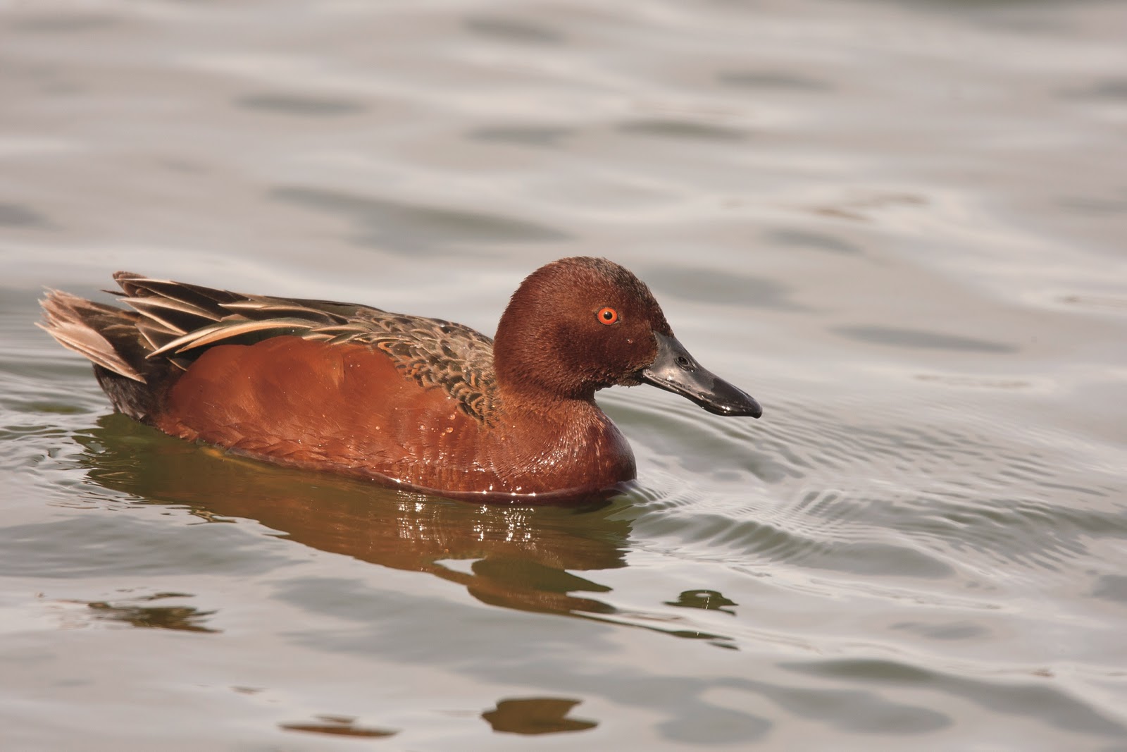 Texas A&M University Press: Texas Waterfowl