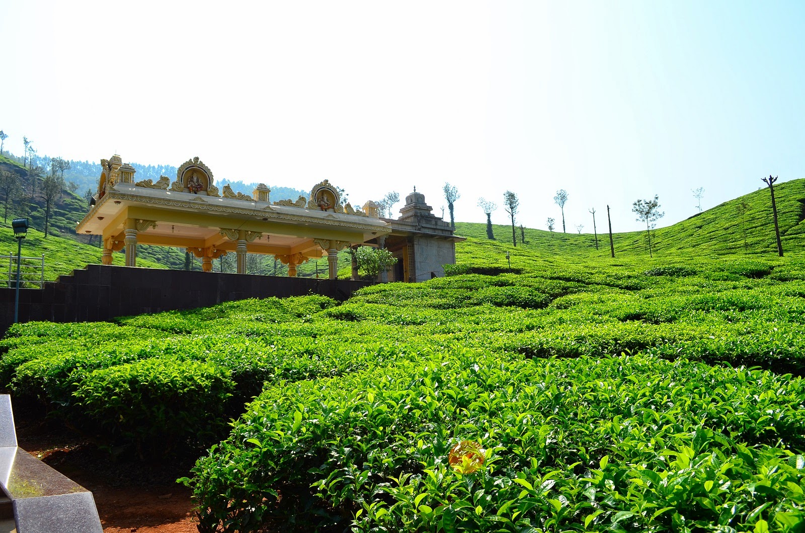 Sharath Hassan A Travelling Photographer: Samse Tea Estate near ...