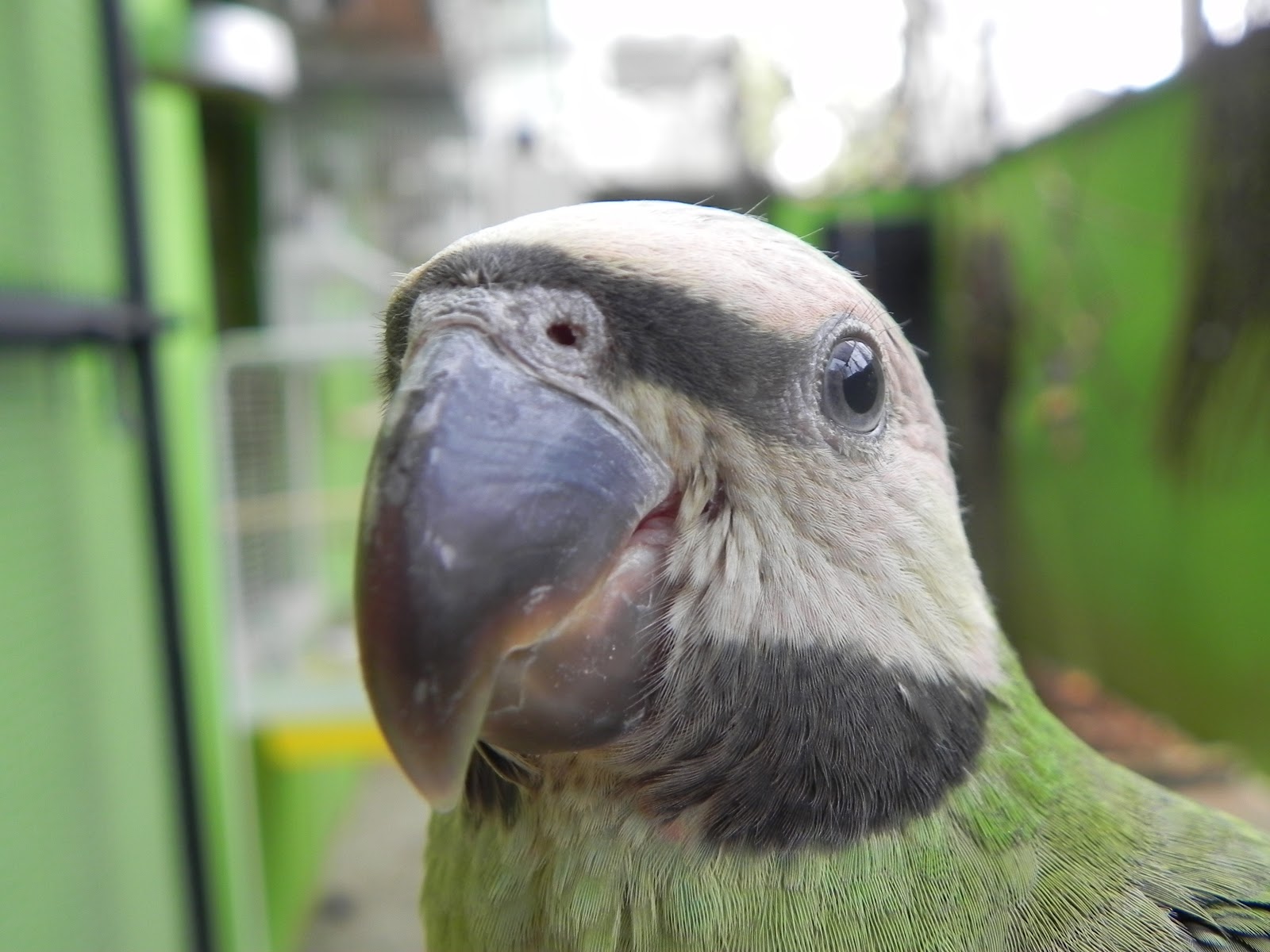 Viveiro Harmonia: Moustaches