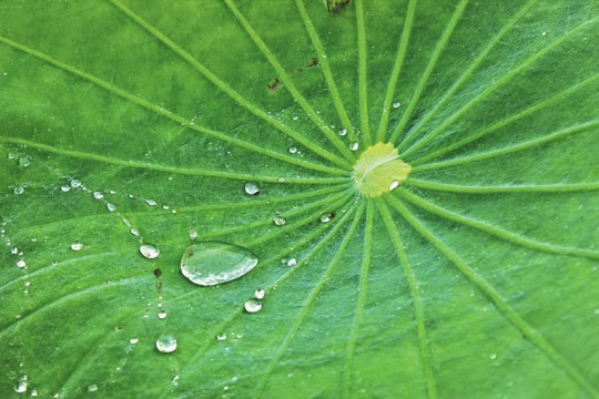 BRAINDANCING SMORGASBORD: NATURE-INSPIRED TECHNOLOGY: NISSAN'S SELF ...