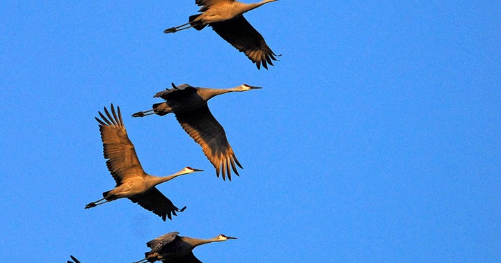 Sisters of Saint Benedict's Monastery: Let the "Birds' Fly