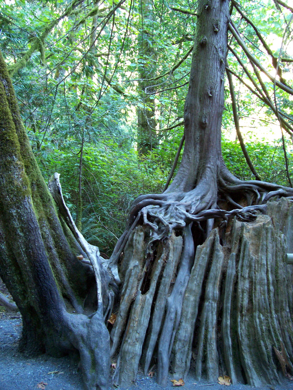Vancouver Island Big Trees: Nurse Stump