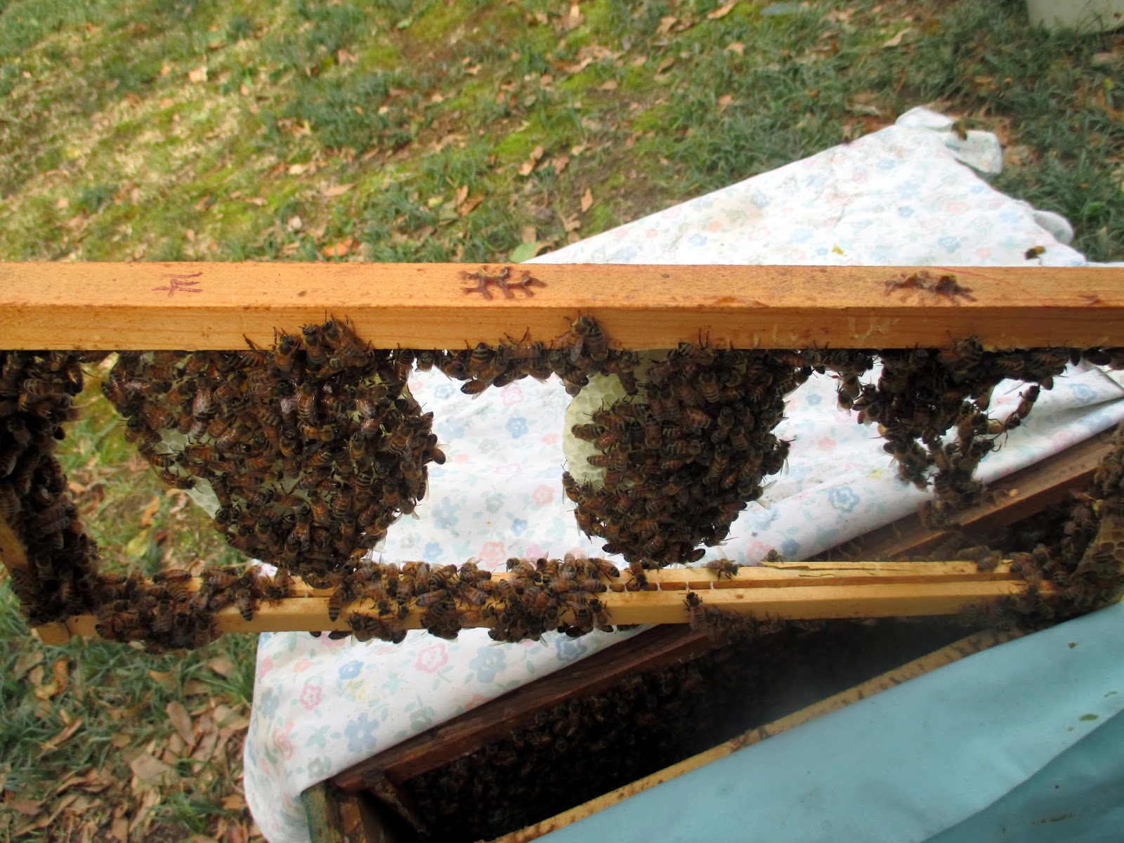 Linda's Bees: Bees at Tom's House - Second Inspection of the Year