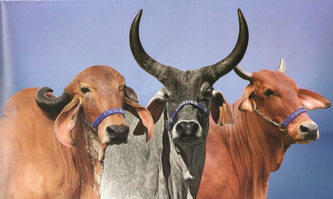 Criador e Produtor: A entrada do Zebu no Brasil.