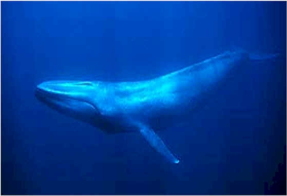 Rorcual azul (Balaenoptera musculus)